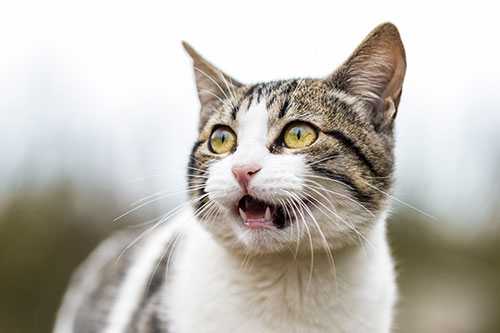 Chat perdu : que faire ? - Réseau MYKATPAT